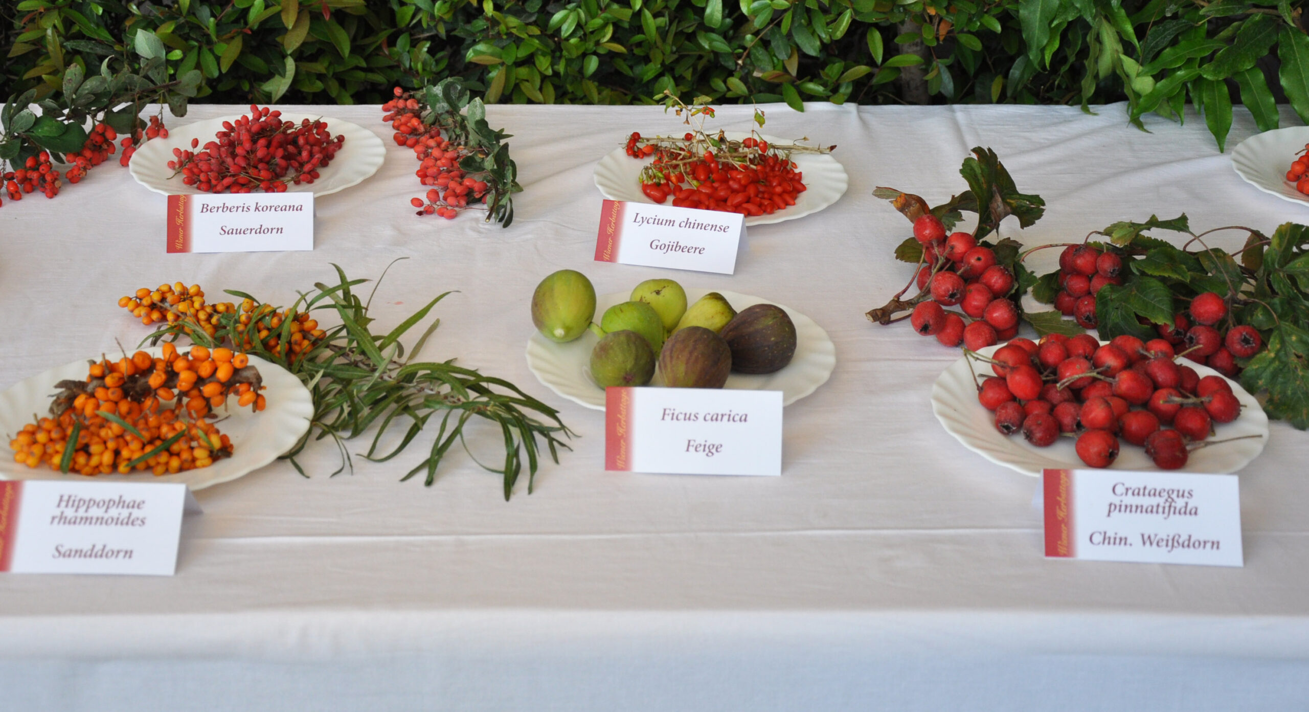 Obstsortenausstellung seltenes, besonderes und wildes Obst – Wiener ...