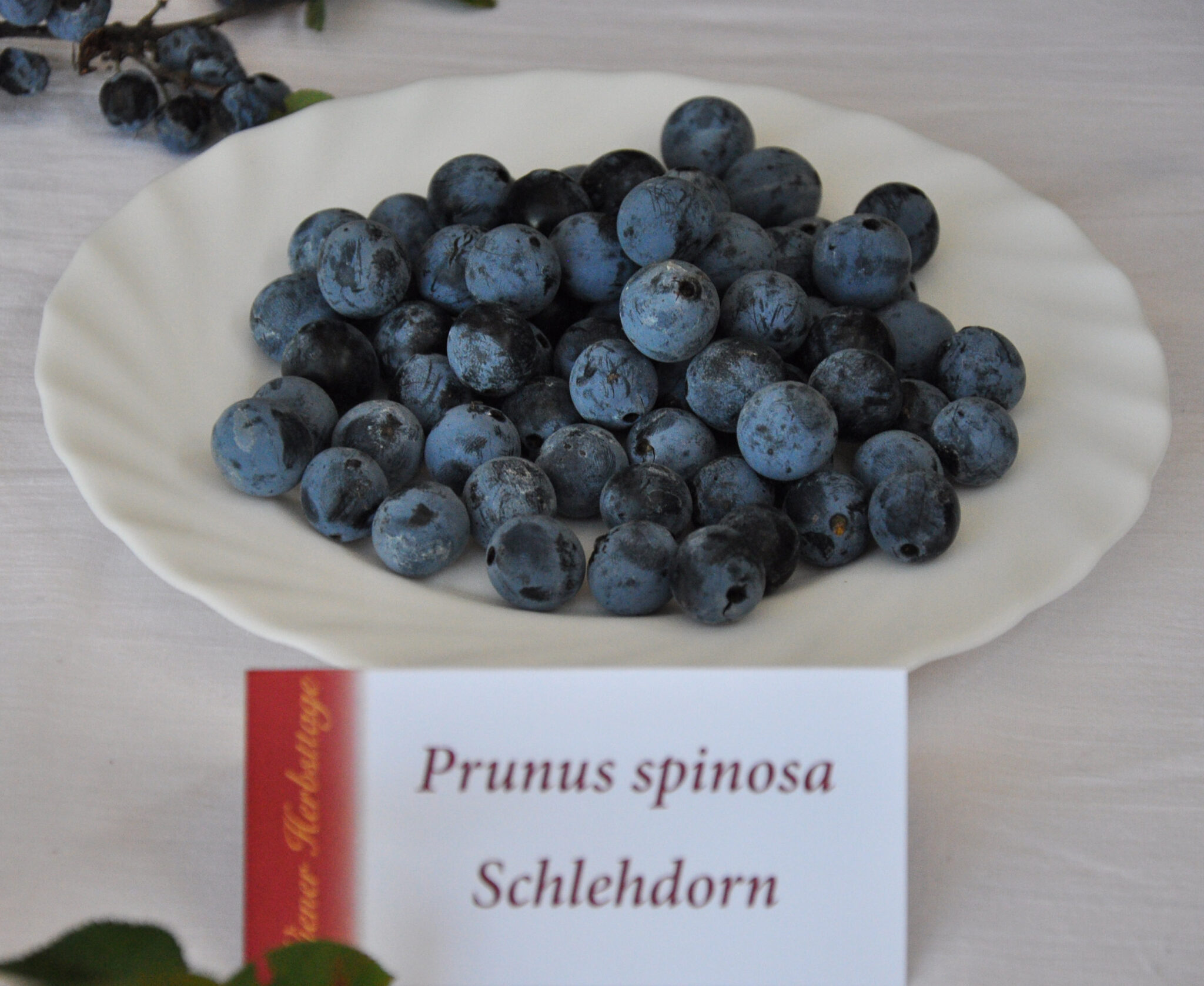 Obstsortenausstellung seltenes, besonderes und wildes Obst – Wiener ...