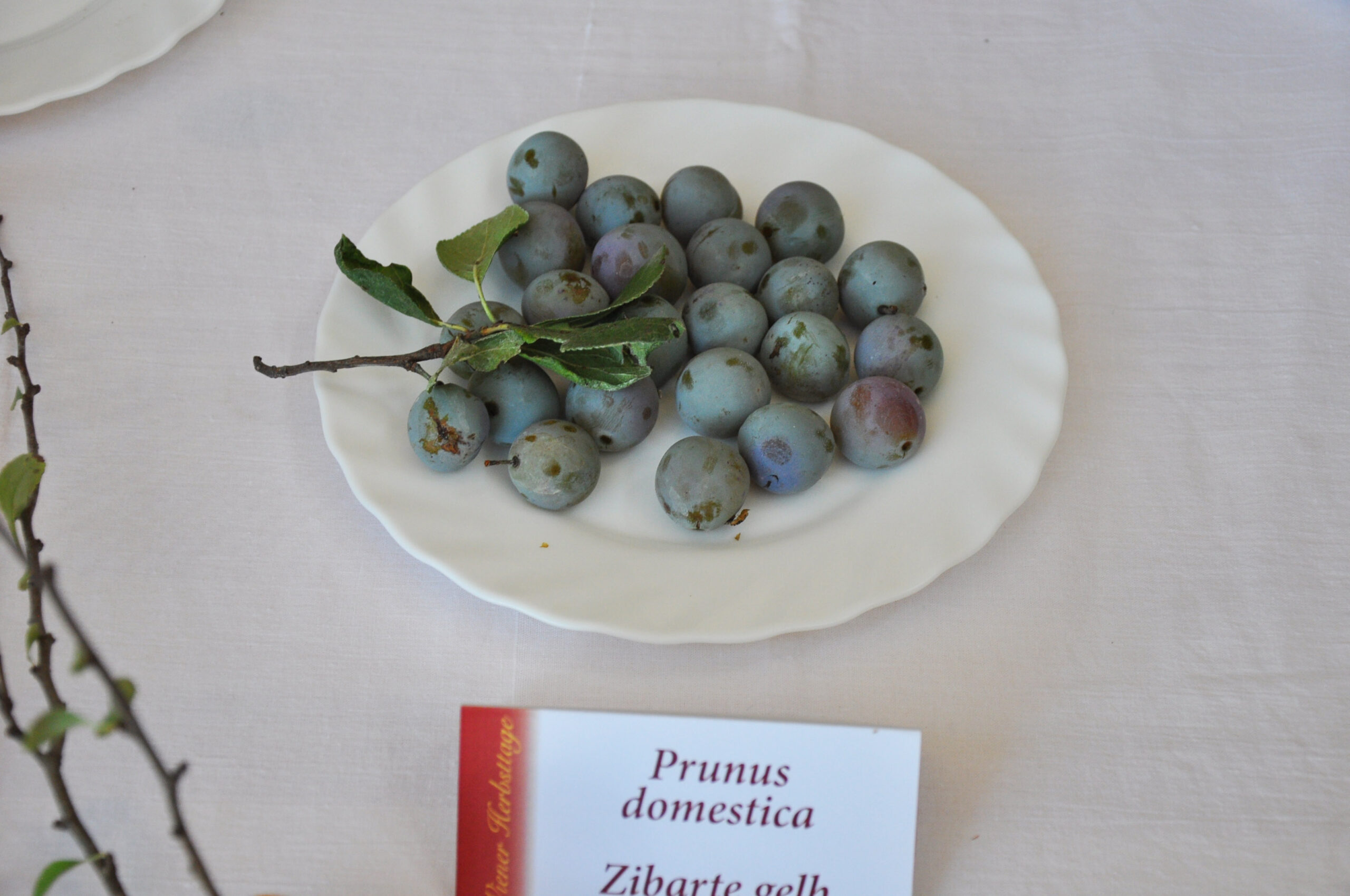 Obstsortenausstellung seltenes, besonderes und wildes Obst – Wiener ...