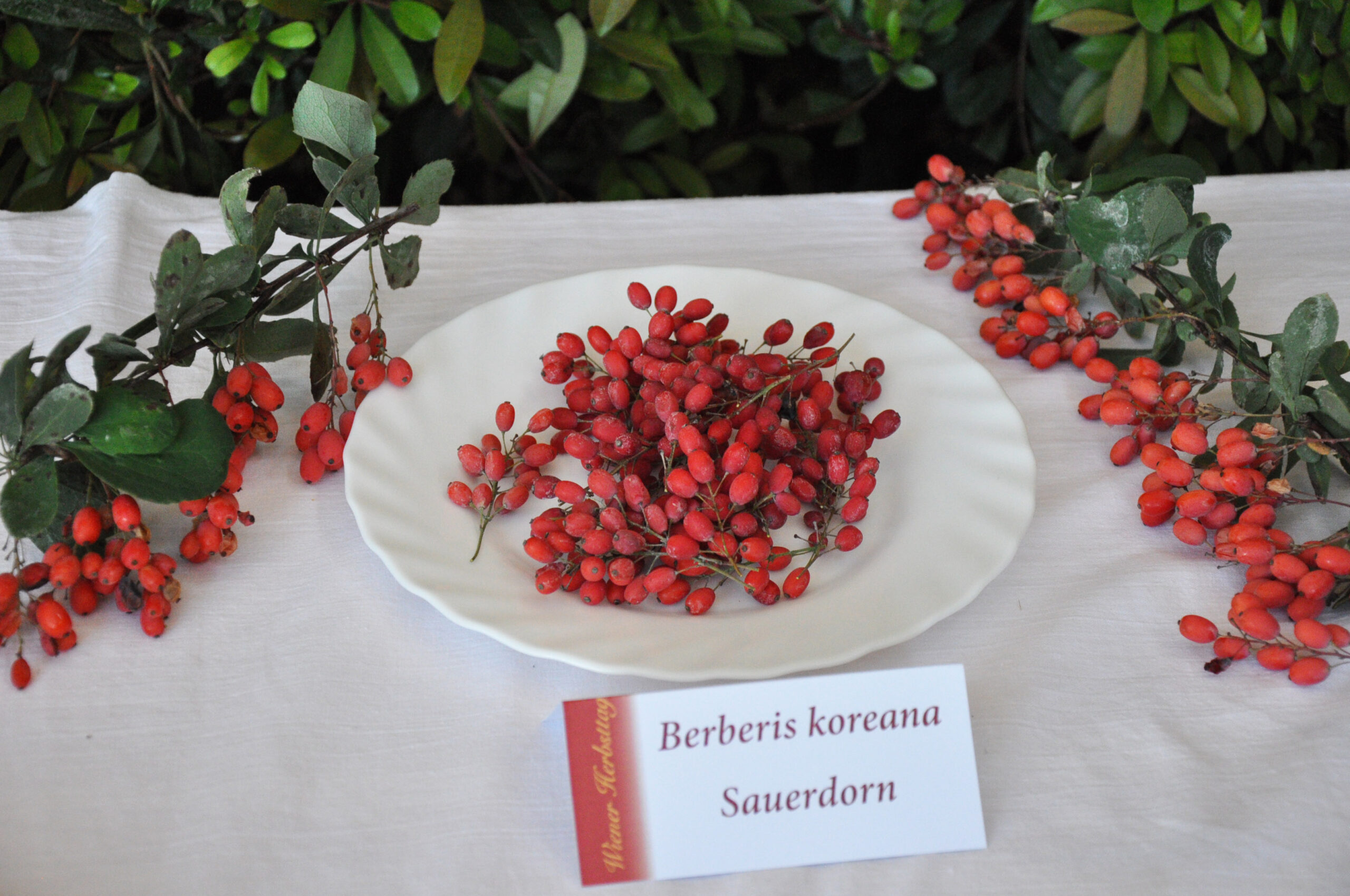 Obstsortenausstellung seltenes, besonderes und wildes Obst – Wiener ...