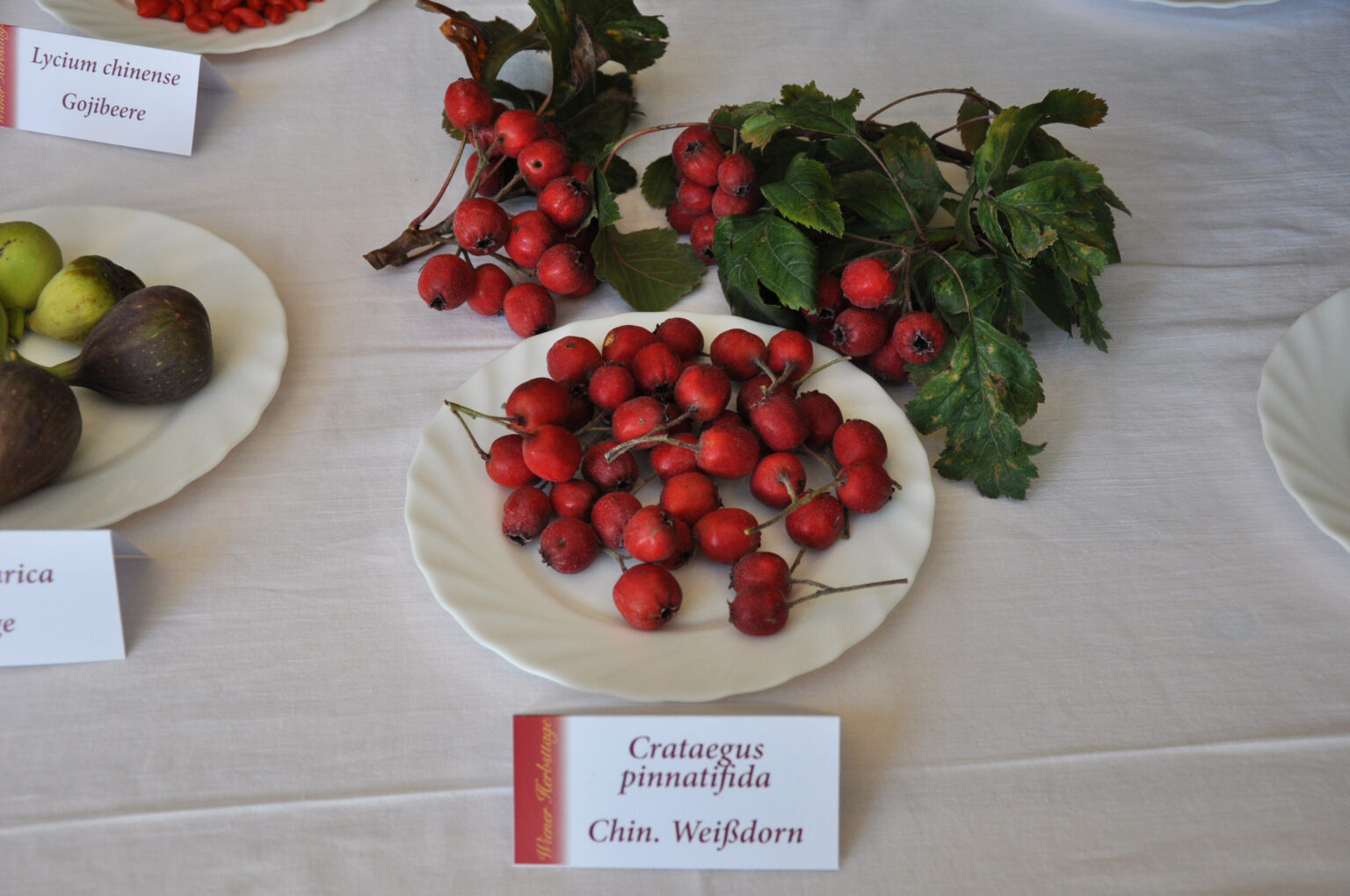 Obstsortenausstellung seltenes, besonderes und wildes Obst – Wiener ...