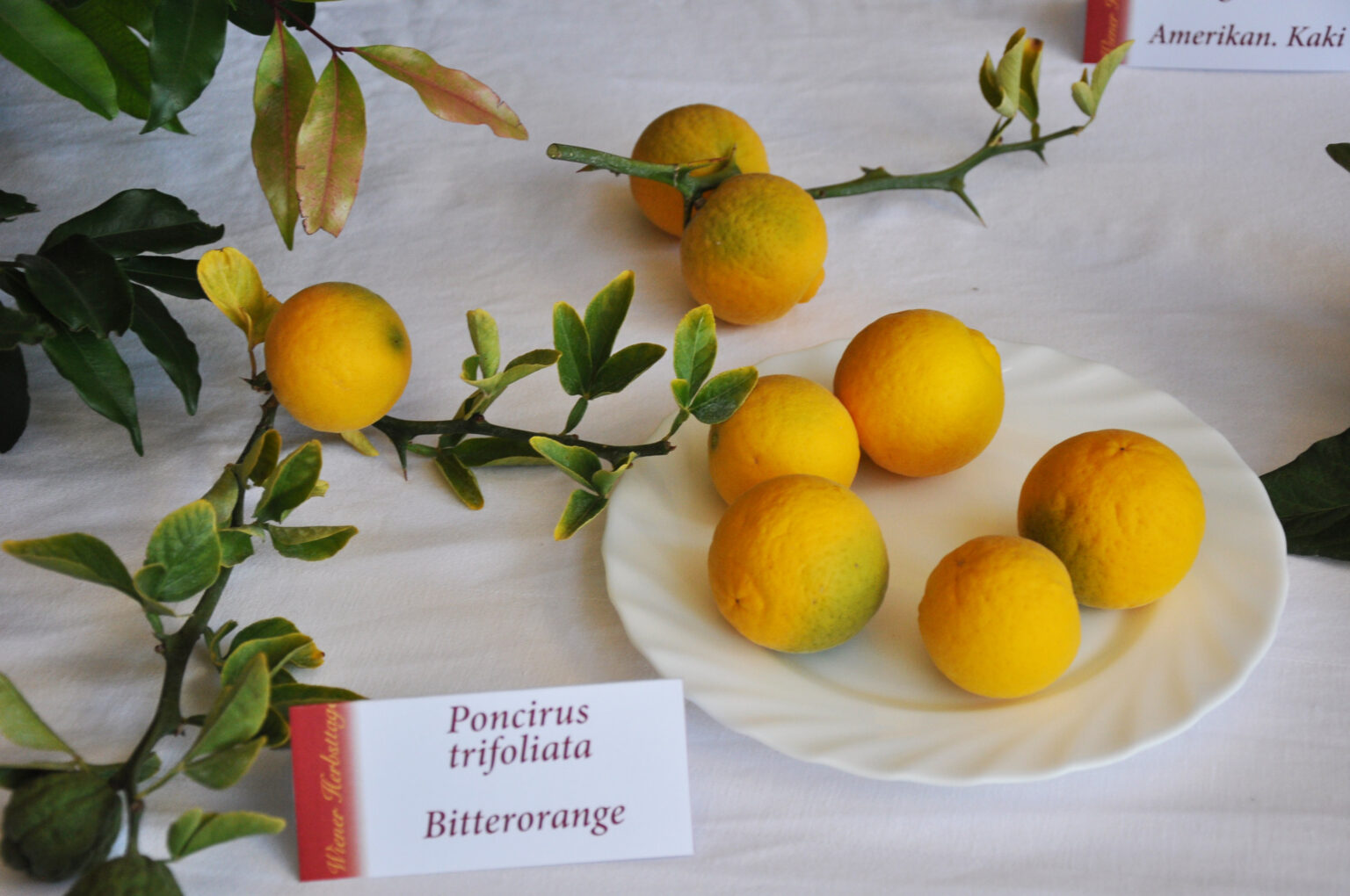 Obstsortenausstellung seltenes, besonderes und wildes Obst – Wiener ...