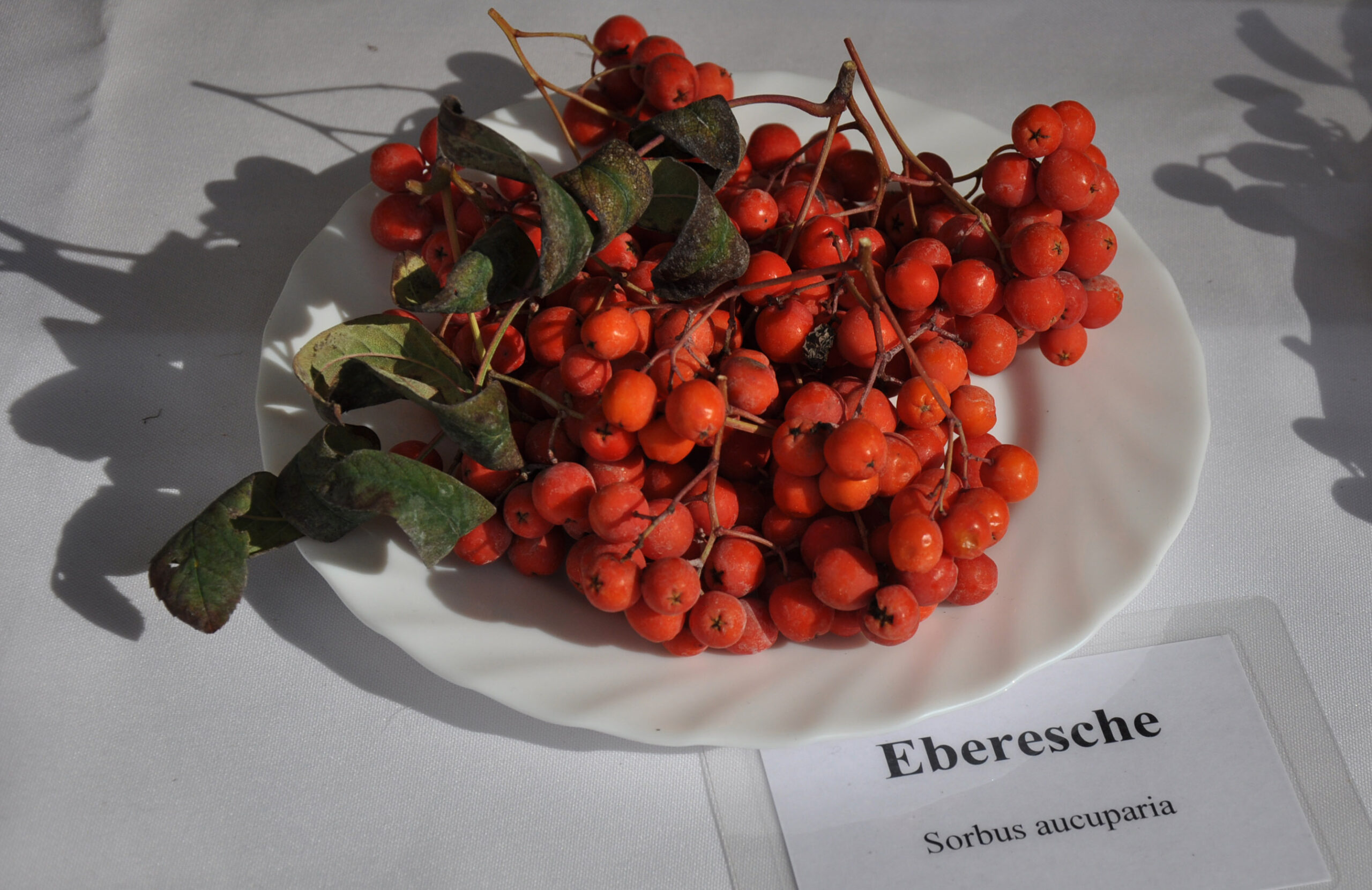 Obstsortenausstellung seltenes, besonderes und wildes Obst – Wiener ...