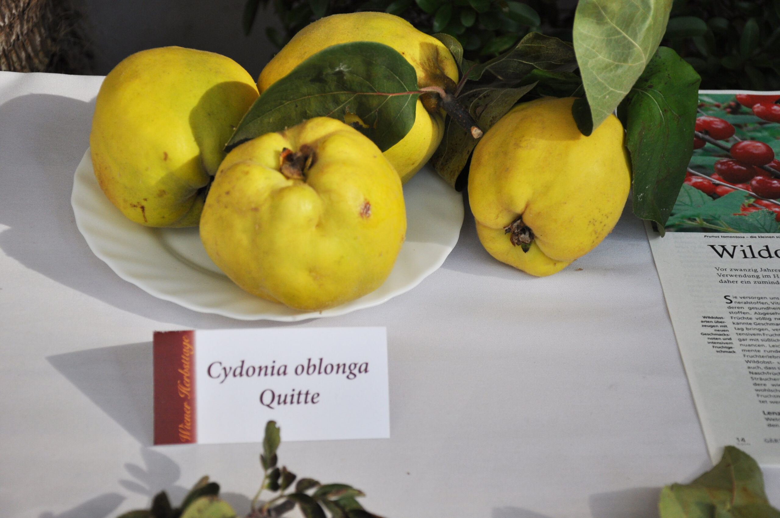 Obstsortenausstellung seltenes, besonderes und wildes Obst – Wiener ...