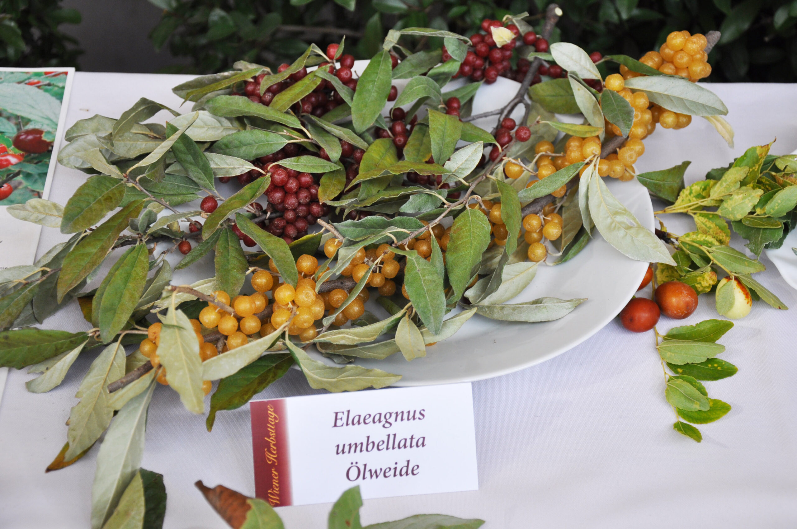 Obstsortenausstellung seltenes, besonderes und wildes Obst – Wiener ...