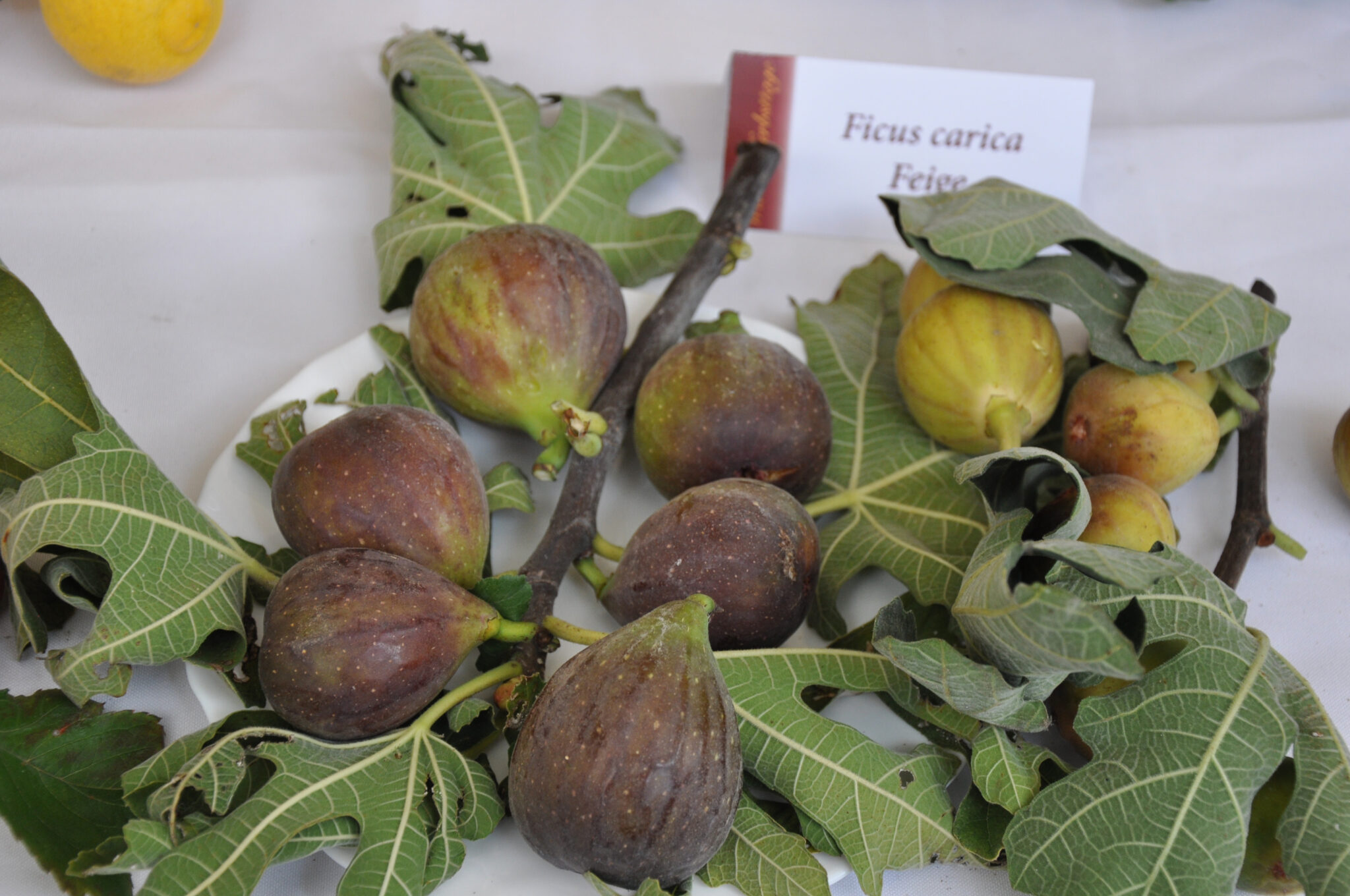 Obstsortenausstellung seltenes, besonderes und wildes Obst – Wiener ...