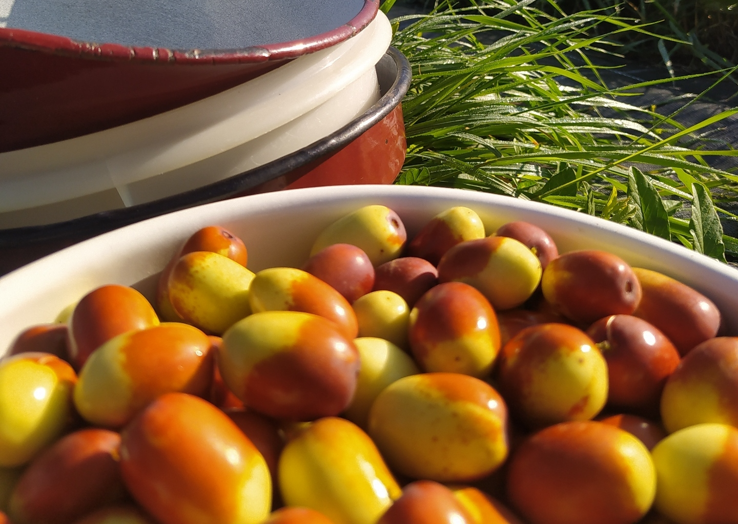 Seltenes Obst – Jujube – Wiener Herbsttage