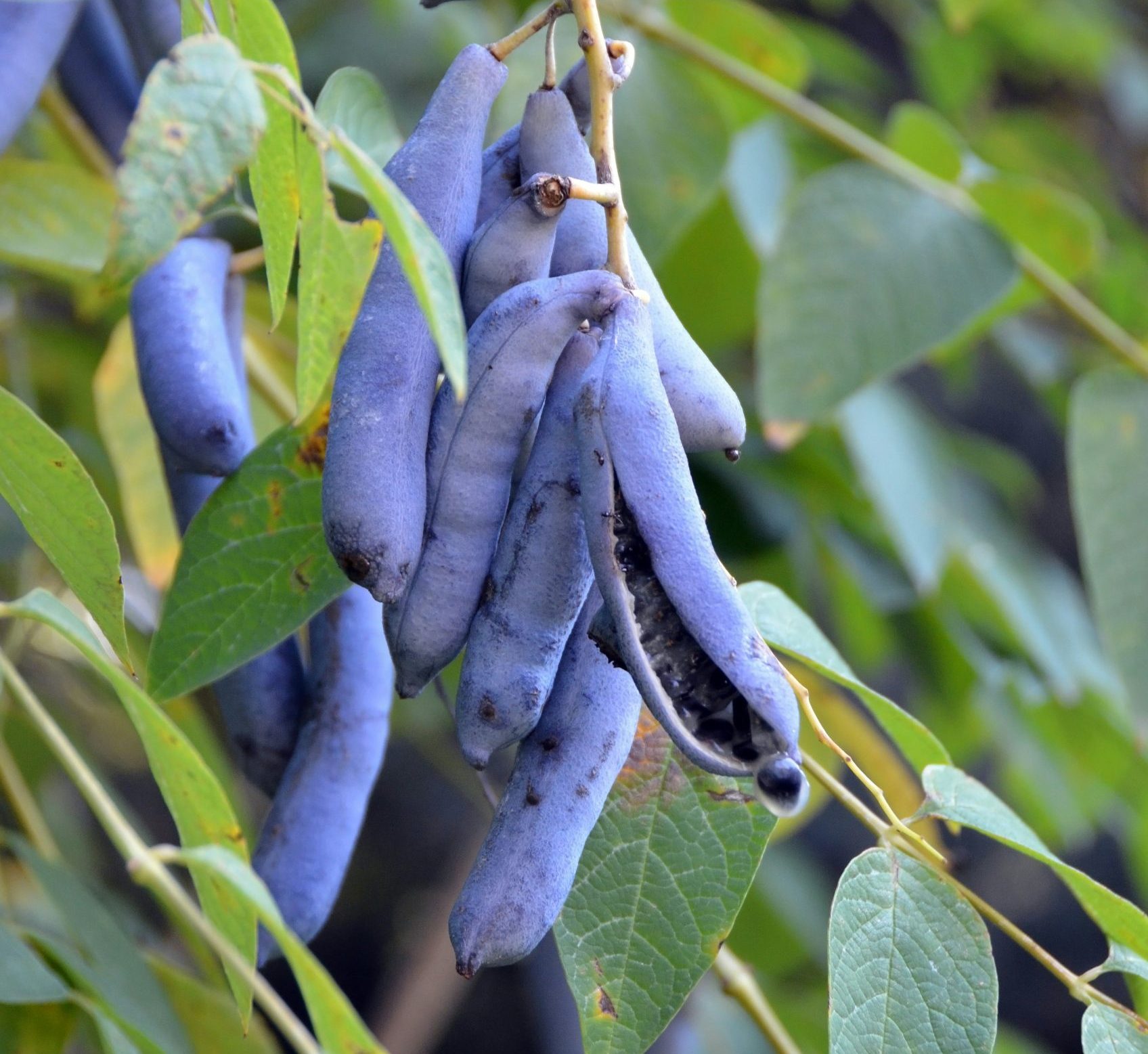 Seltenes Obst – Blaugurkestrauch – Wiener Herbsttage